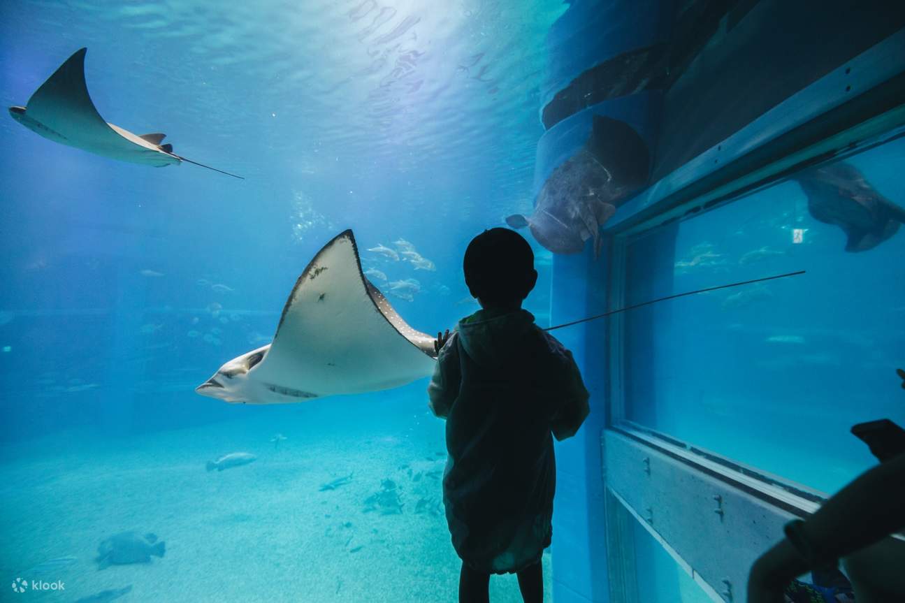 NIFREL Interactive Aquazoo and Osaka Aquarium Kaiyukan Combo Admission ...